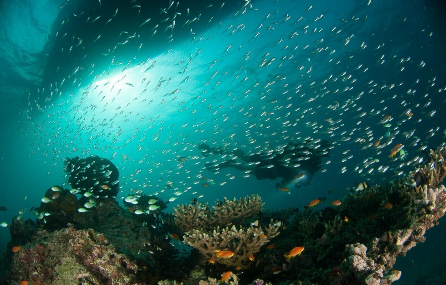 Buceo en Colombia (2025) » Blog de viaje por Colombia