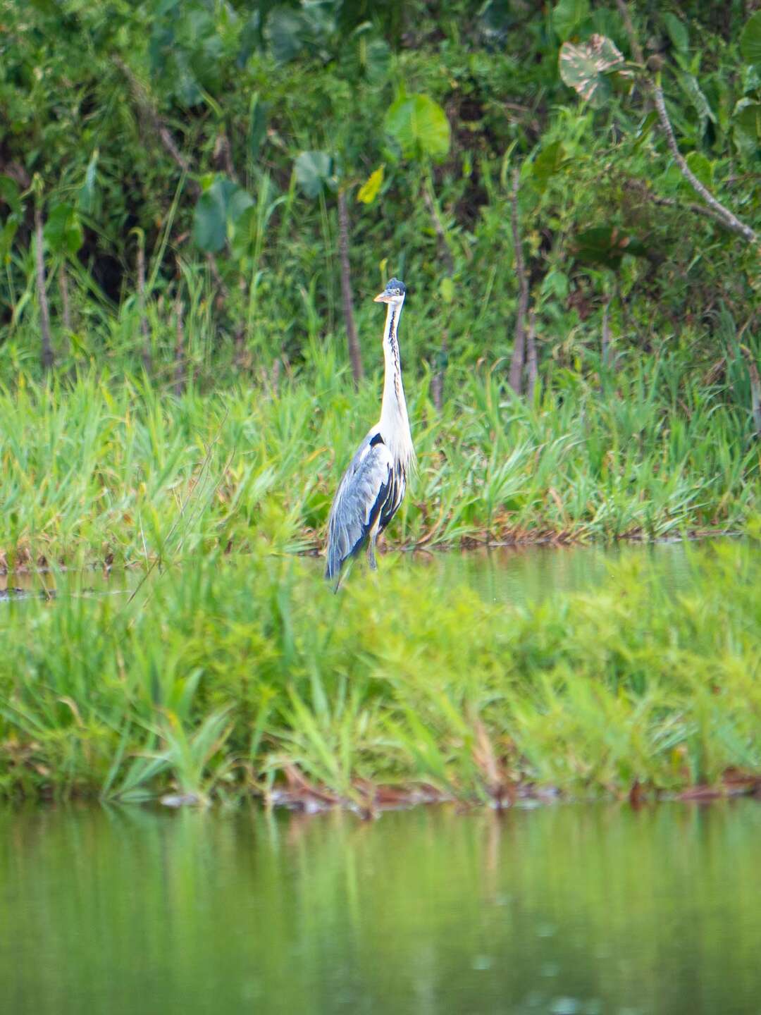 Birdwatching en Colombia, los mejores lugares para el avistamiento de ...